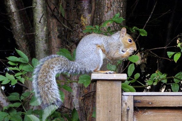 Shiny objects, squirrels and time management - BTS Total Access